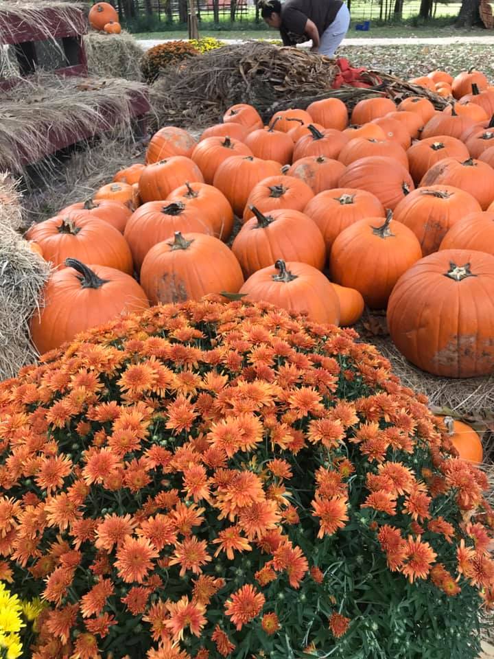 Pumpkin Patch - Seasons of Hope